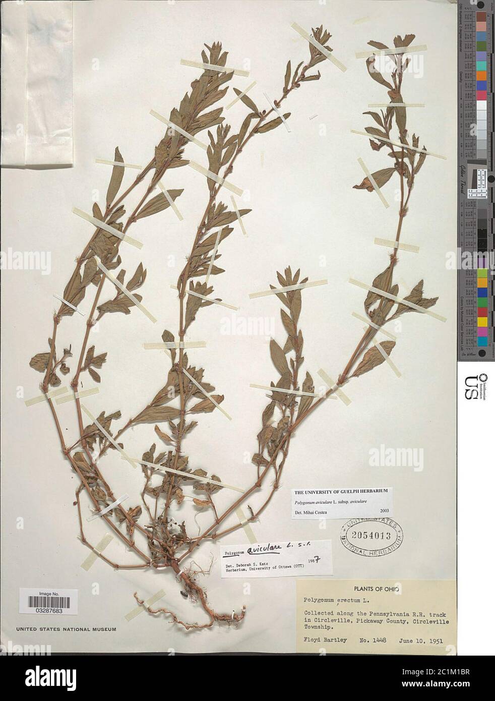 Polygonum aviculare L Polygonum aviculare L Stock Photo - Alamy