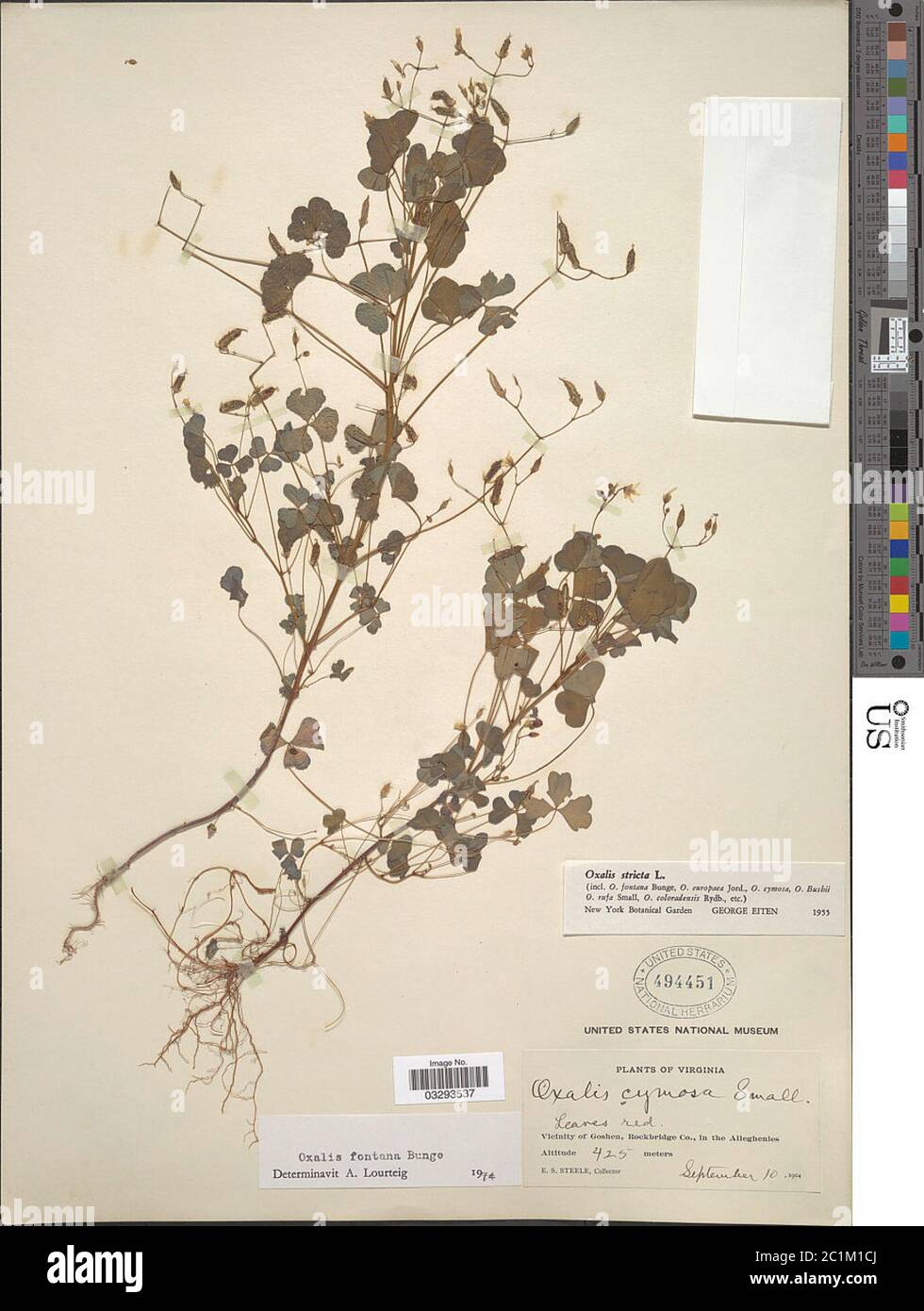 Oxalis fontana Bunge Oxalis fontana Bunge Stock Photo - Alamy