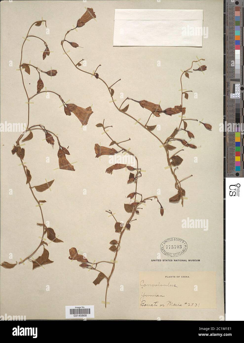 Convolvulus sp Convolvulus sp Stock Photo - Alamy