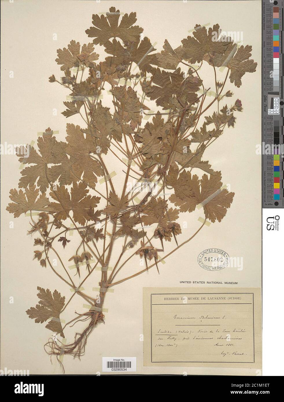 Geranium bohemicum L Geranium bohemicum L Stock Photo - Alamy