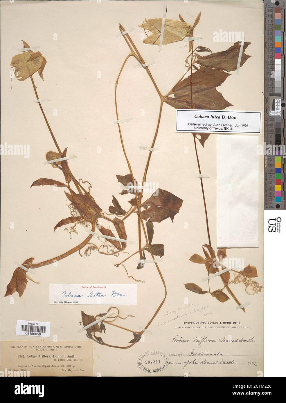 Cobaea lutea D Don Cobaea lutea D Don Stock Photo - Alamy