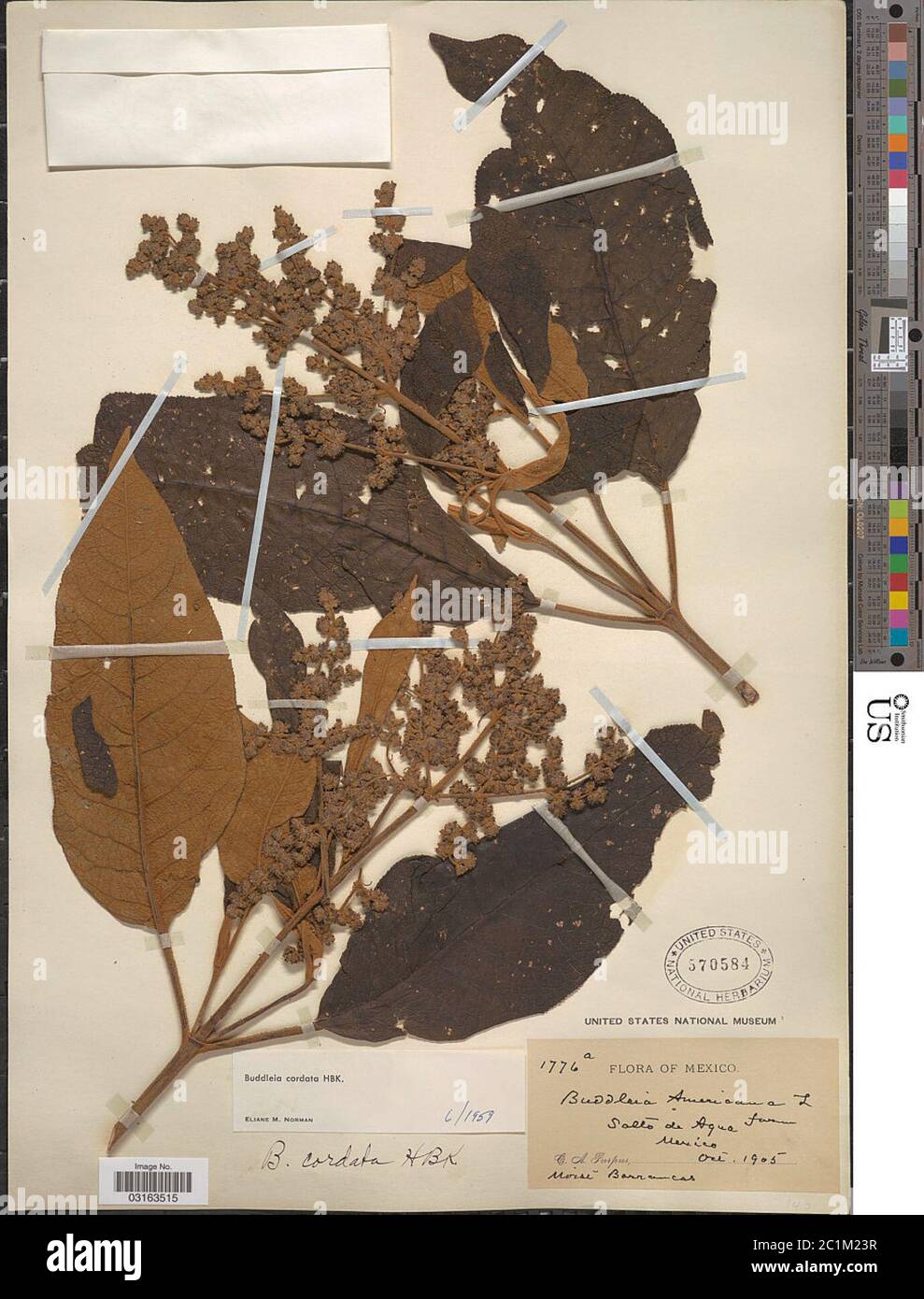 Buddleja cordata Kunth Buddleja cordata Kunth Stock Photo - Alamy