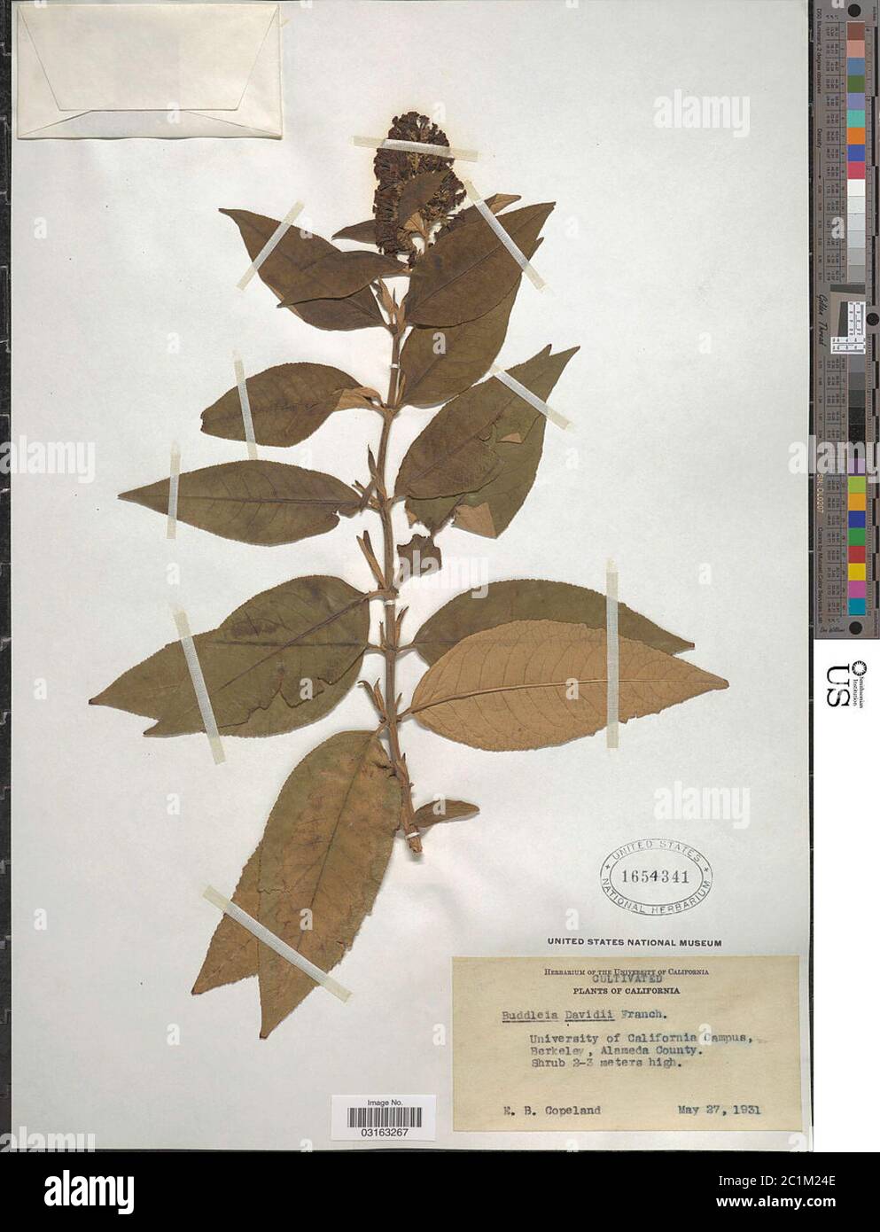Buddleja davidii Franch Buddleja davidii Franch Stock Photo - Alamy