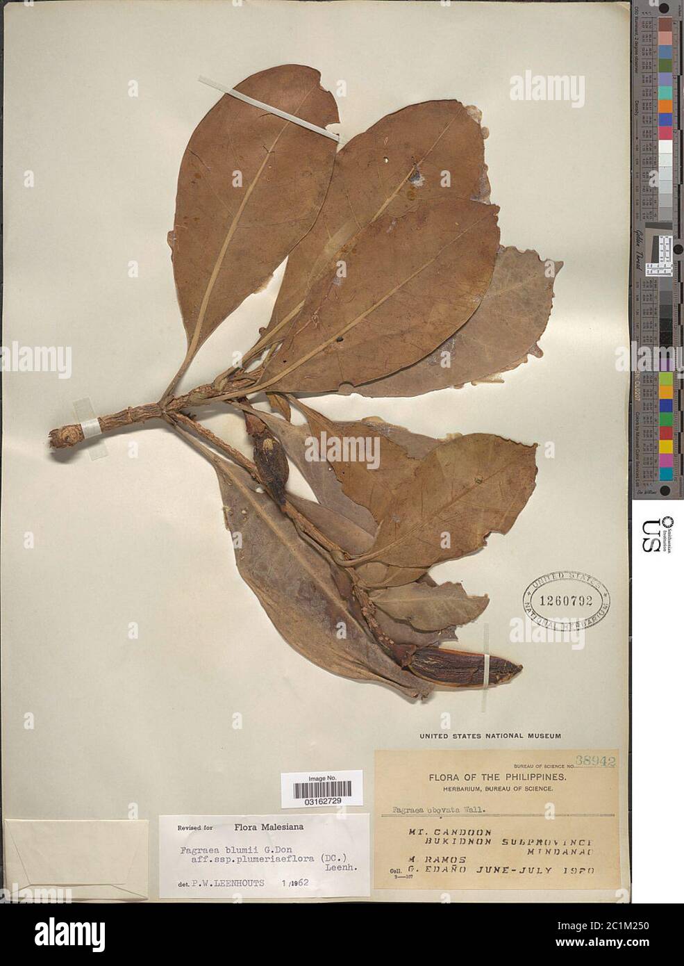 Fagraea plumieraefolia Fagraea plumieraefolia Stock Photo - Alamy