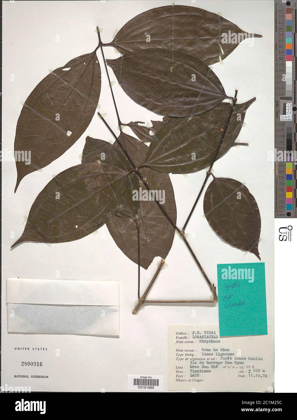 Strychnos sp Strychnos sp Stock Photo - Alamy