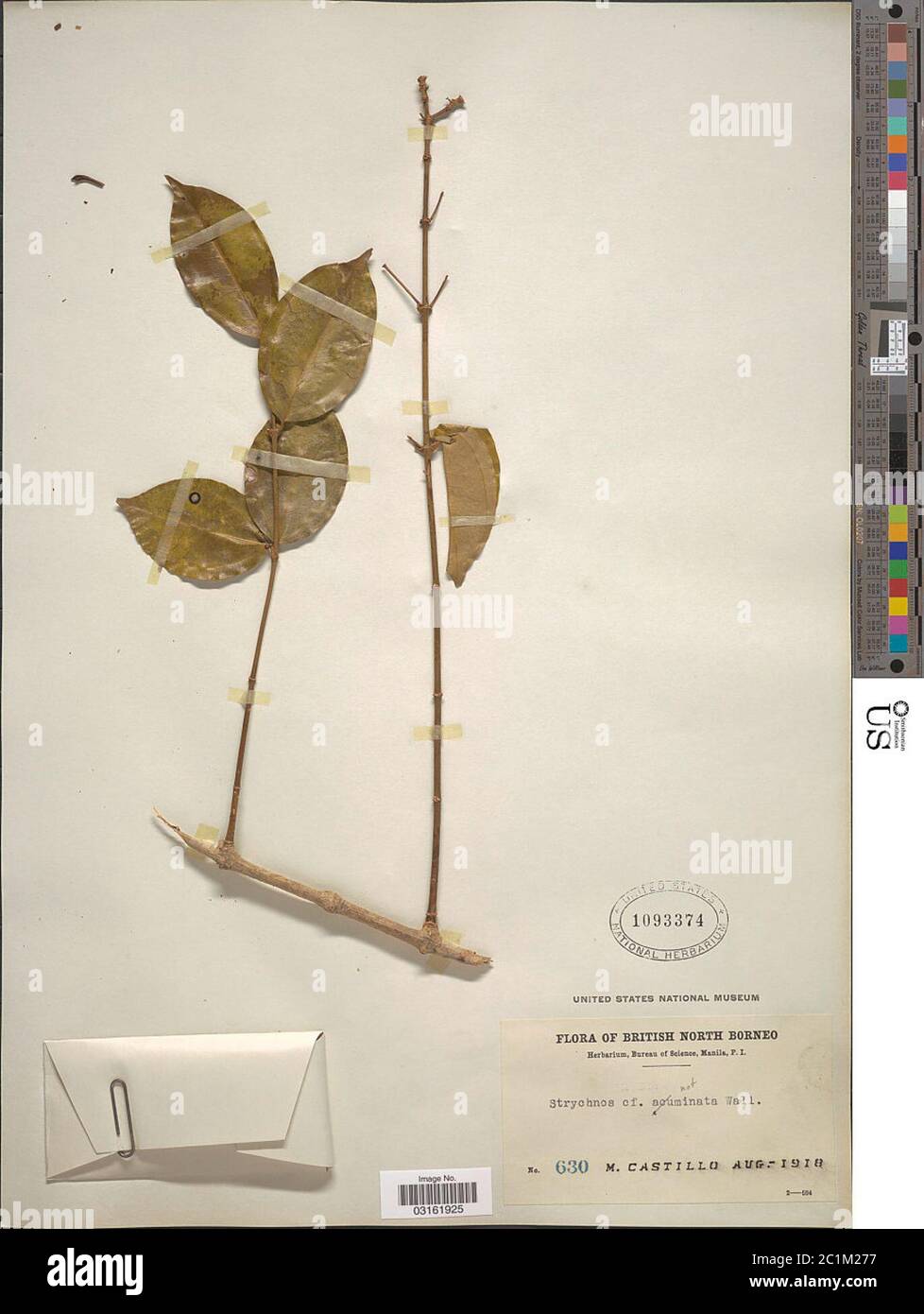 Strychnos sp hi-res stock photography and images - Alamy