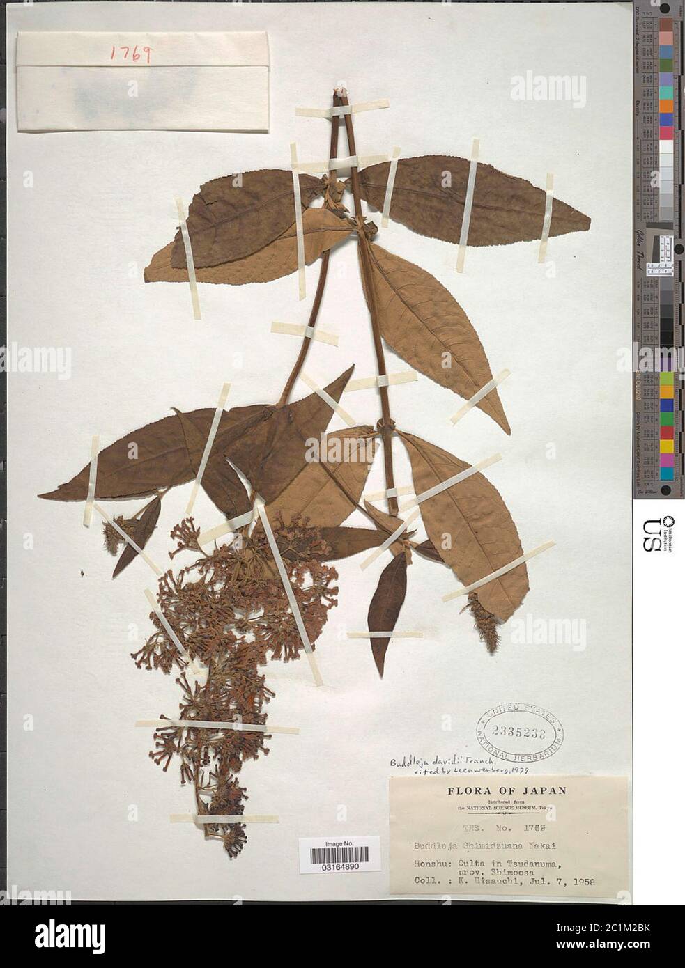 Buddleja davidii Franch Buddleja davidii Franch Stock Photo - Alamy