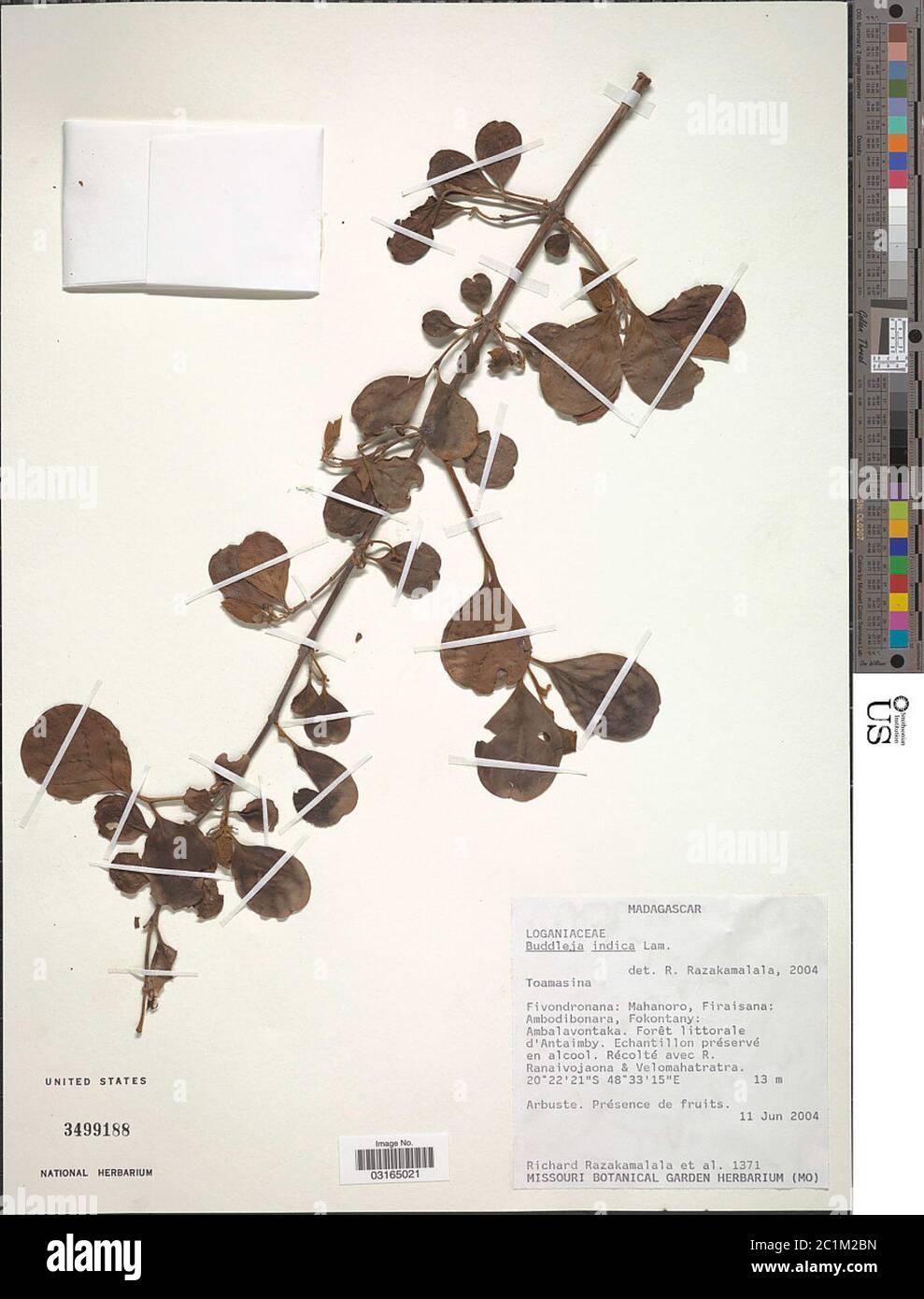 Buddleja indica Lam Buddleja indica Lam Stock Photo - Alamy