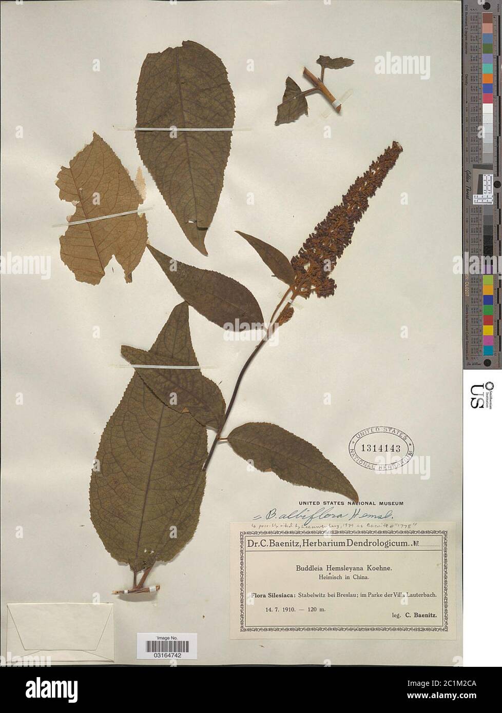 Buddleja albiflora Hemsl Buddleja albiflora Hemsl Stock Photo - Alamy