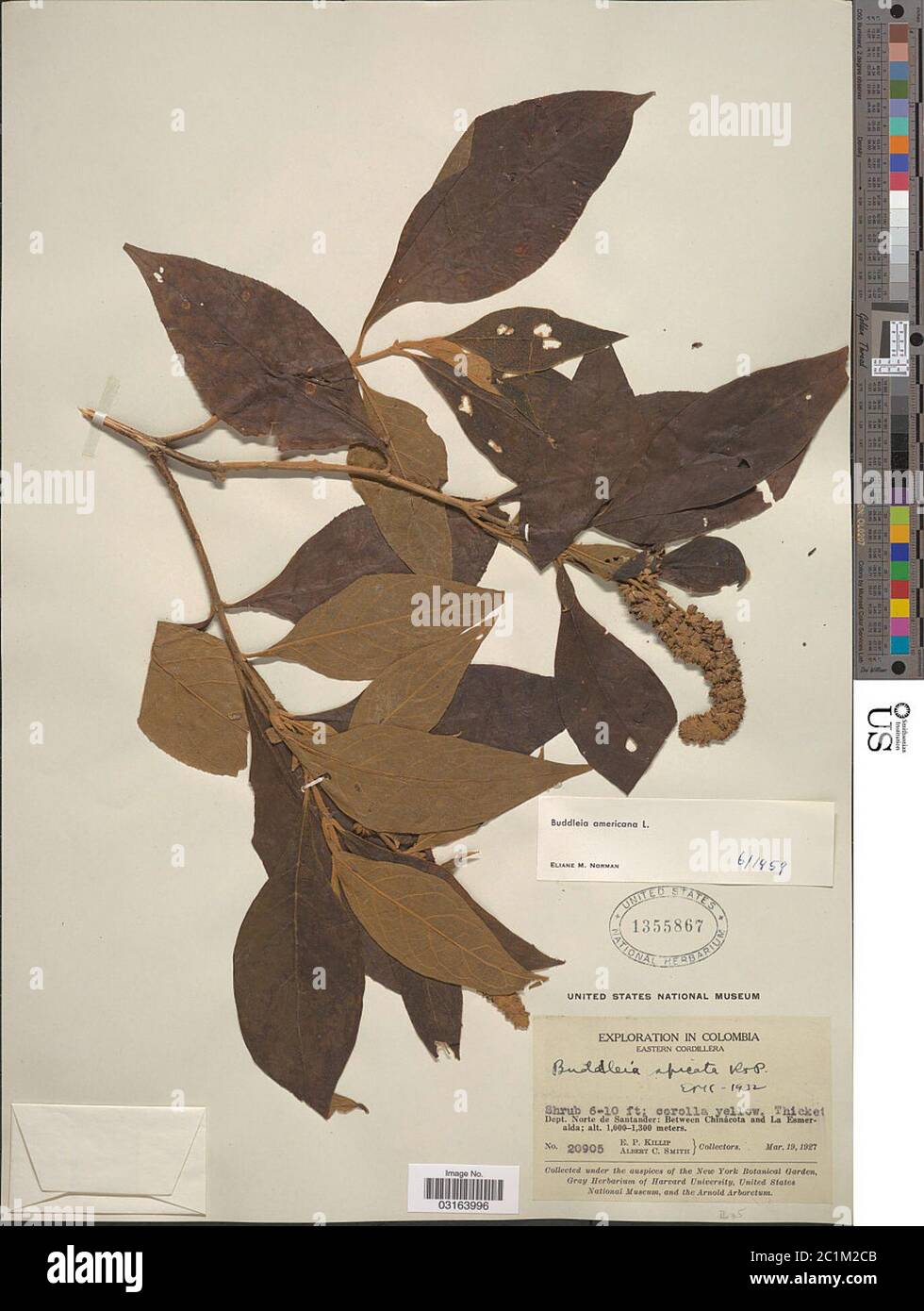 Buddleja americana L Buddleja americana L Stock Photo - Alamy