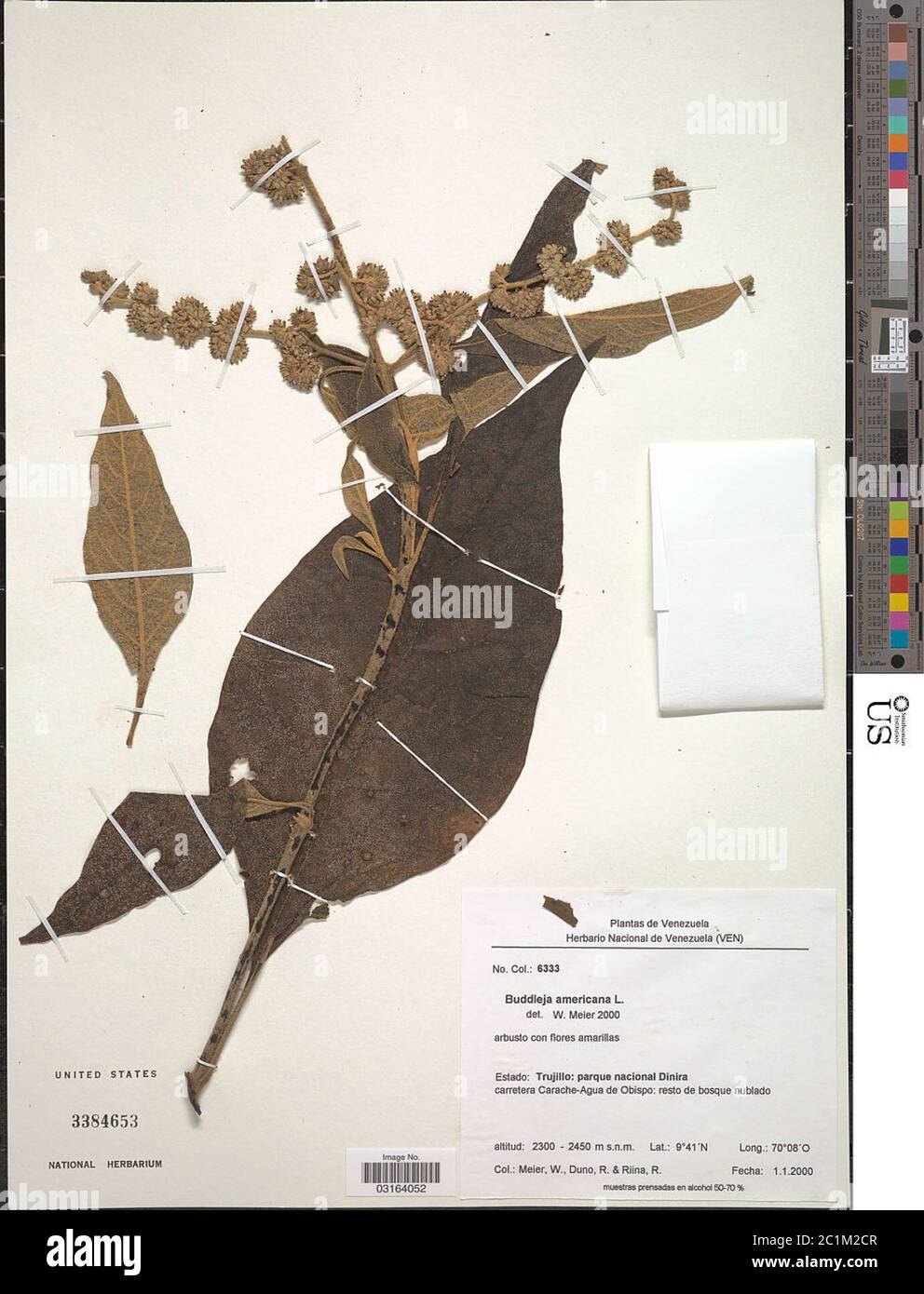 Buddleja americana L Buddleja americana L Stock Photo - Alamy