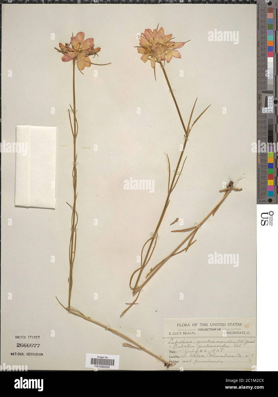Sabatia glutianoides Sabatia glutianoides Stock Photo - Alamy