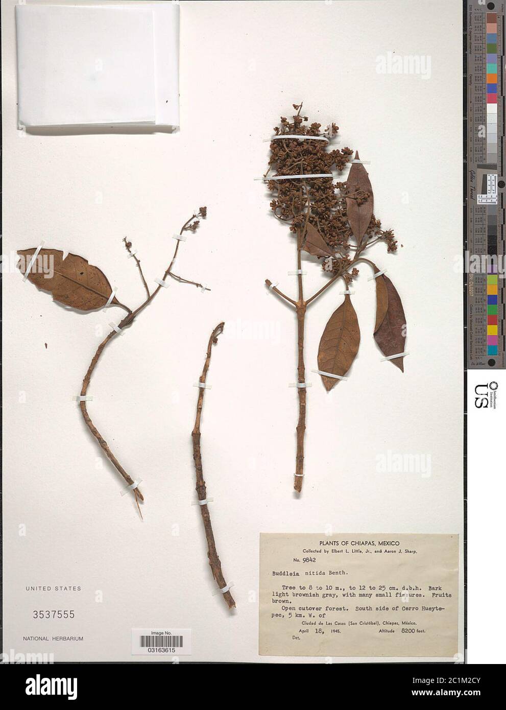 Buddleja nitida Buddleja nitida Stock Photo - Alamy