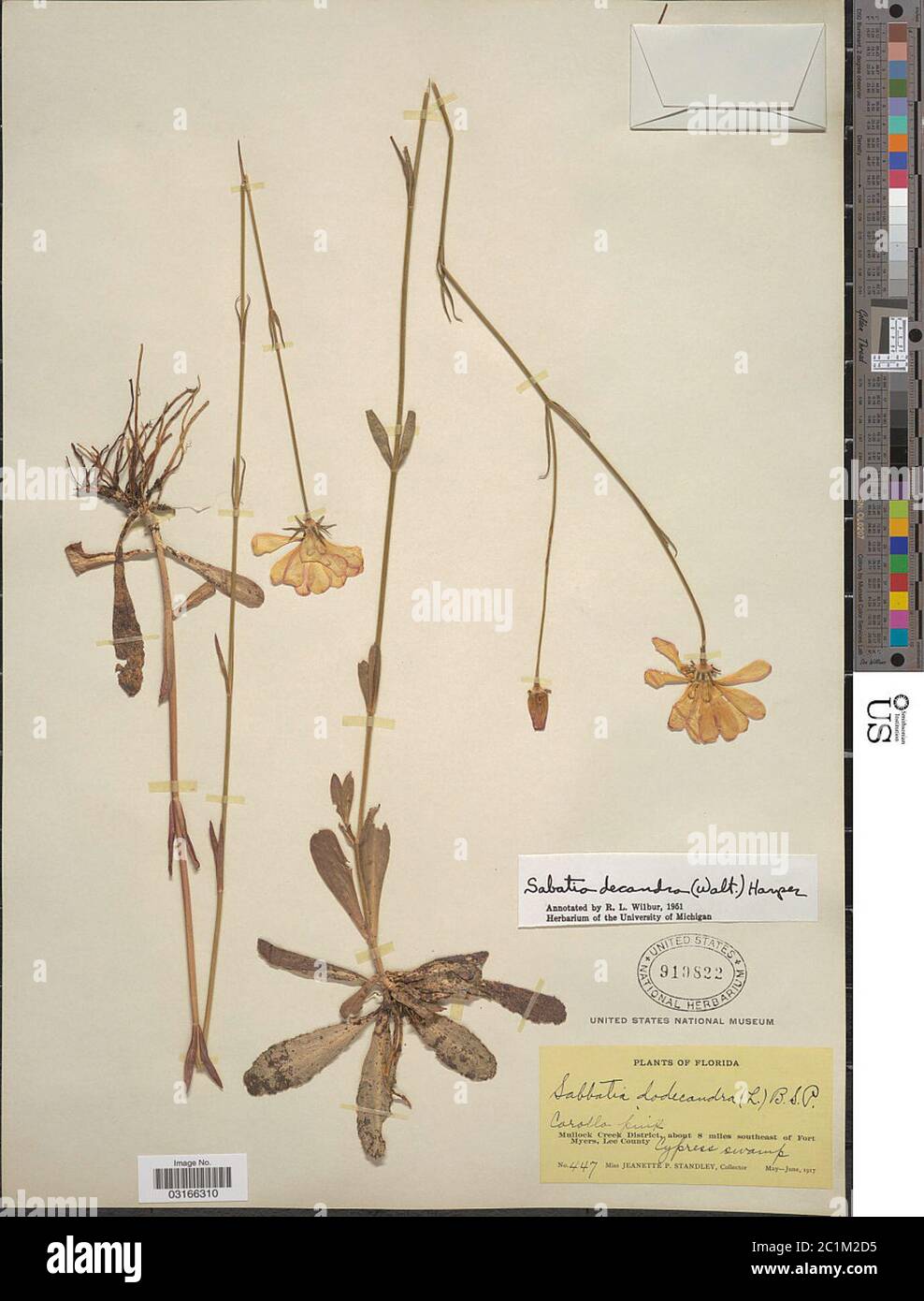 Sabatia decandra Walter Sabatia decandra Walter Stock Photo - Alamy