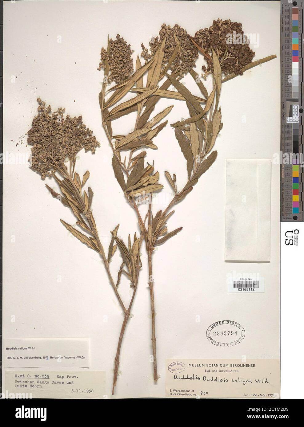 Buddleja saligna Willd Buddleja saligna Willd Stock Photo - Alamy