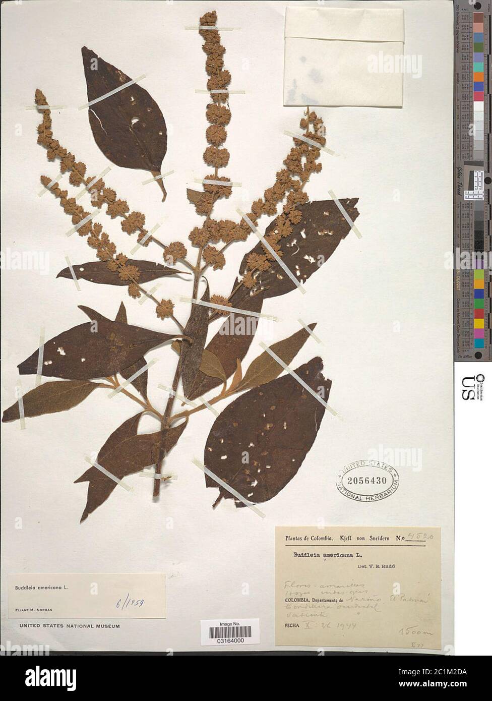 Buddleja americana L Buddleja americana L Stock Photo - Alamy