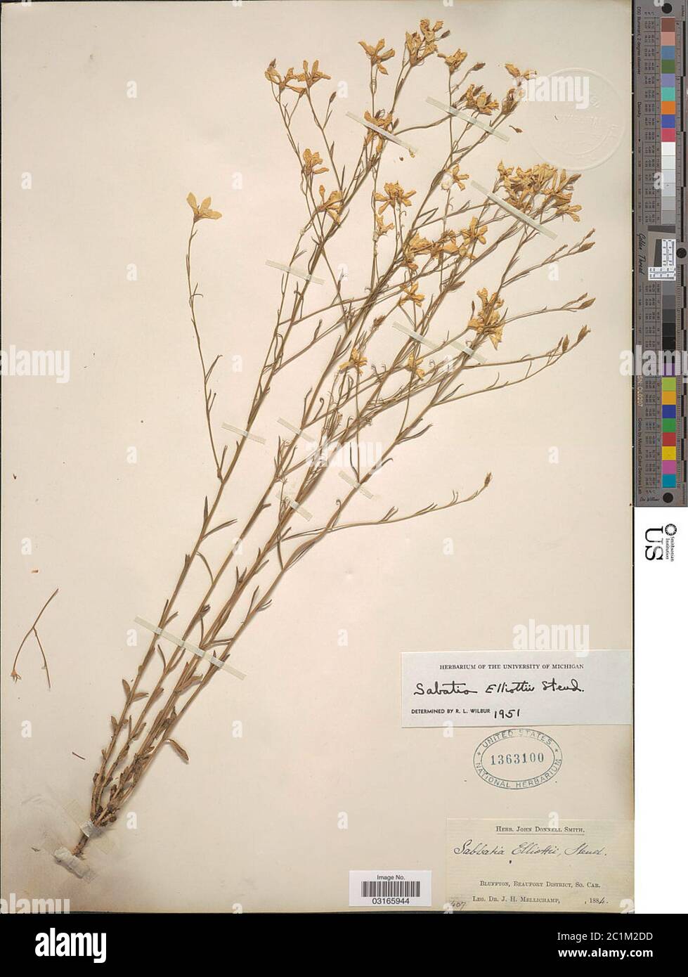 Sabatia brevifolia Raf Sabatia brevifolia Raf Stock Photo - Alamy