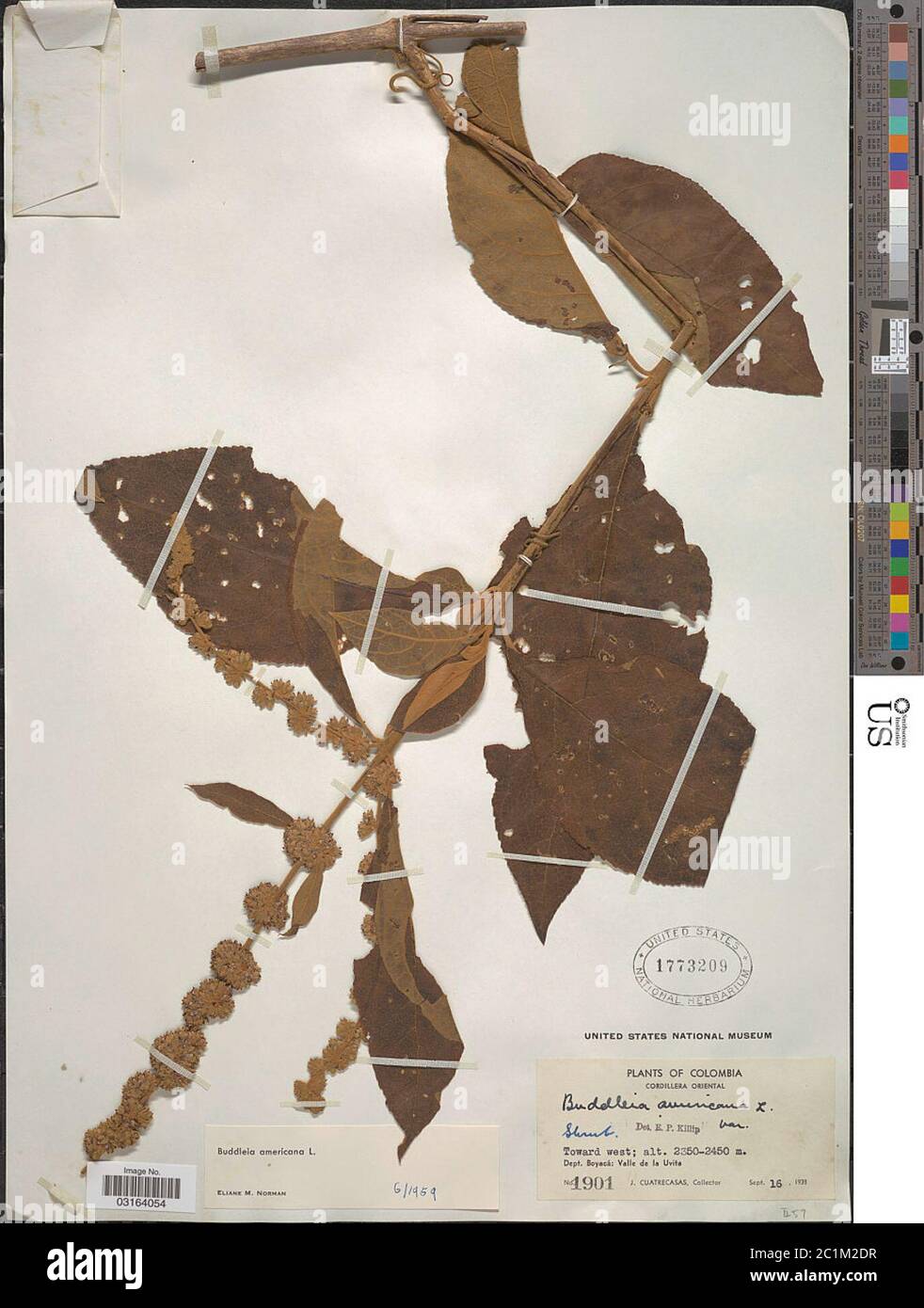 Buddleja americana L Buddleja americana L Stock Photo - Alamy