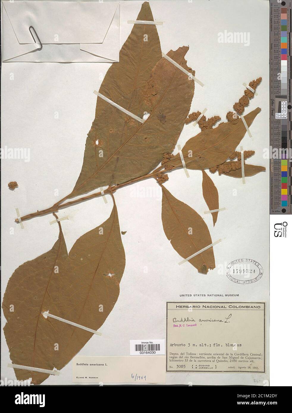 Buddleja americana L Buddleja americana L Stock Photo - Alamy