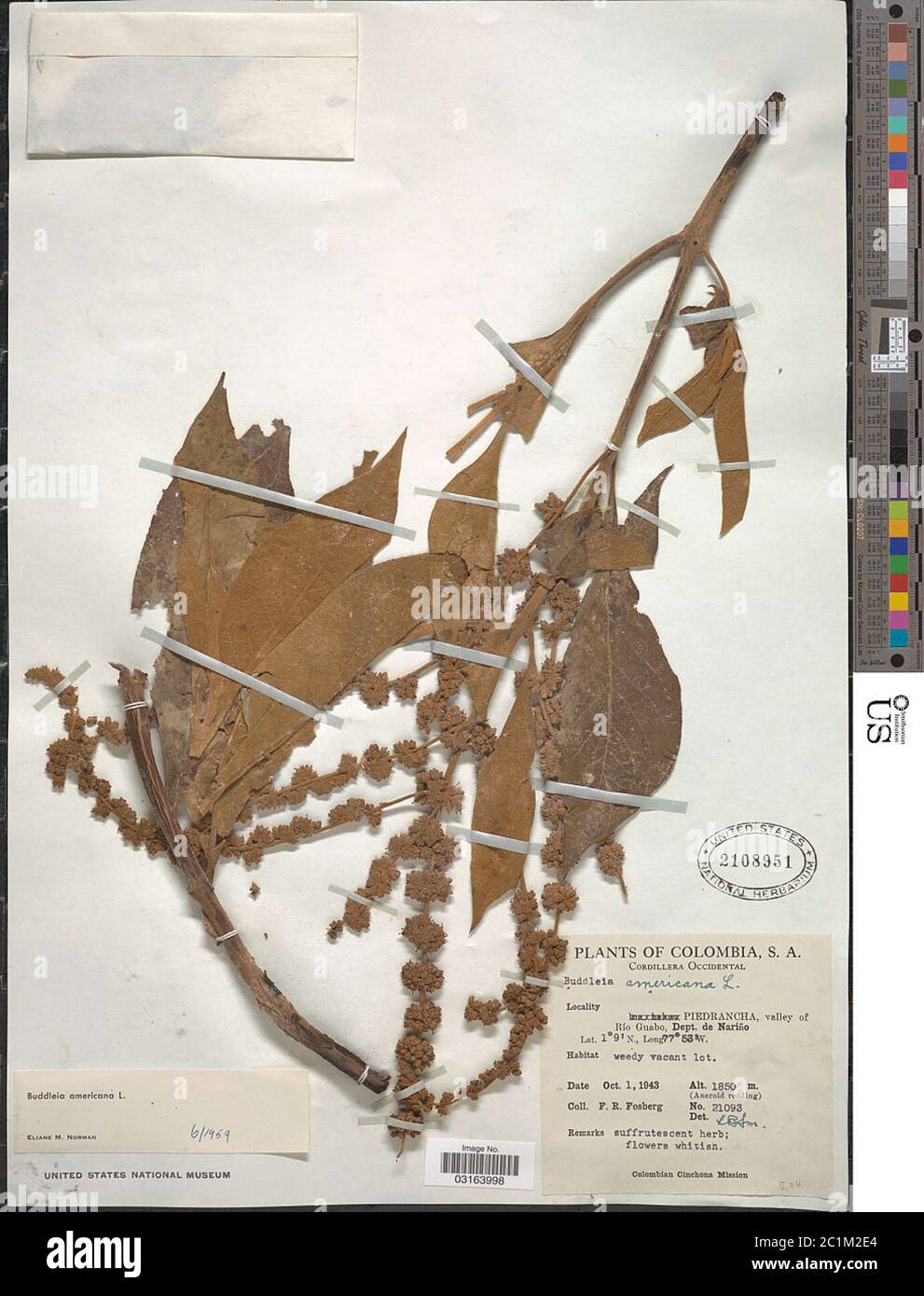 Buddleja americana L Buddleja americana L Stock Photo - Alamy