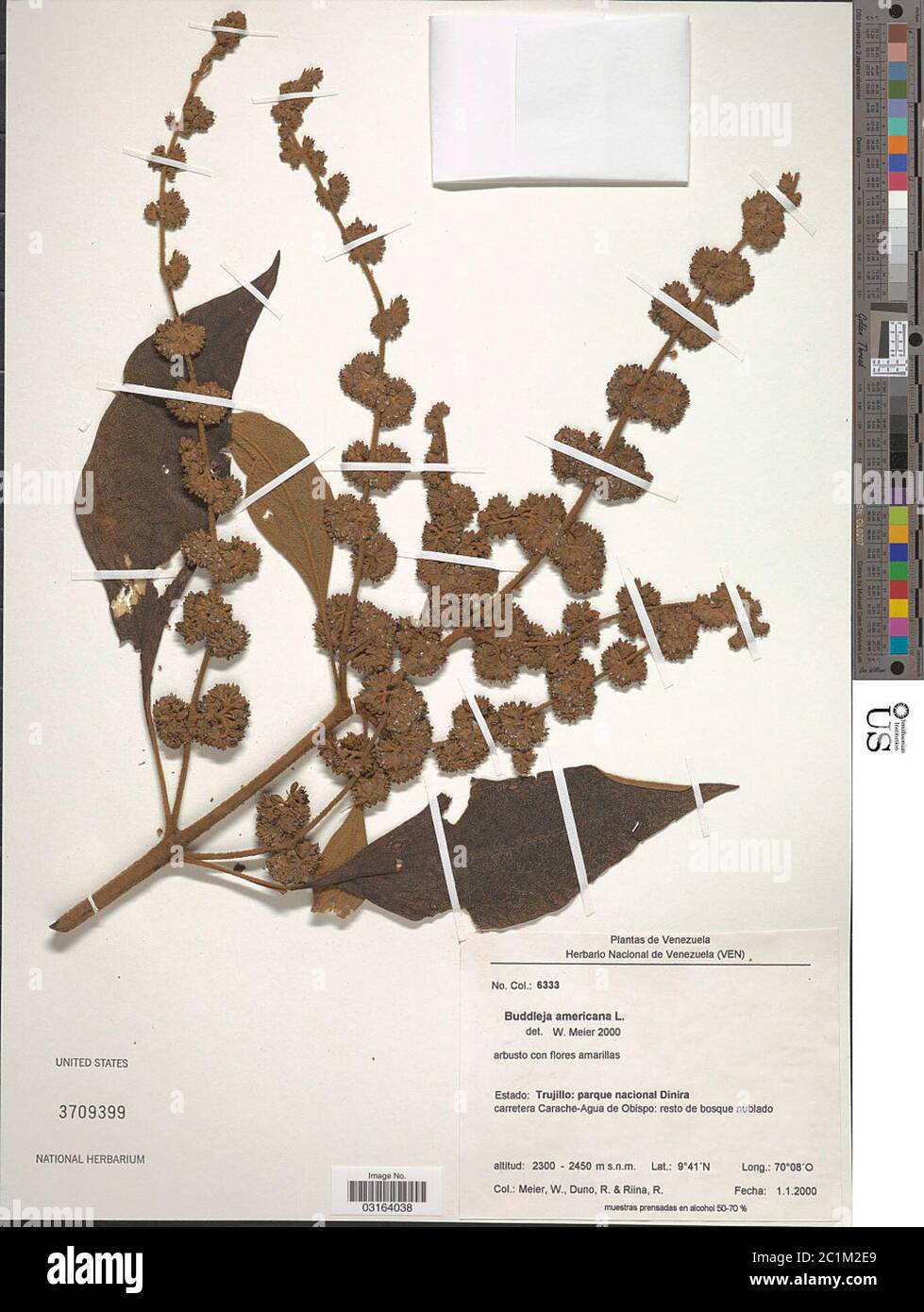 Buddleja americana L Buddleja americana L Stock Photo - Alamy