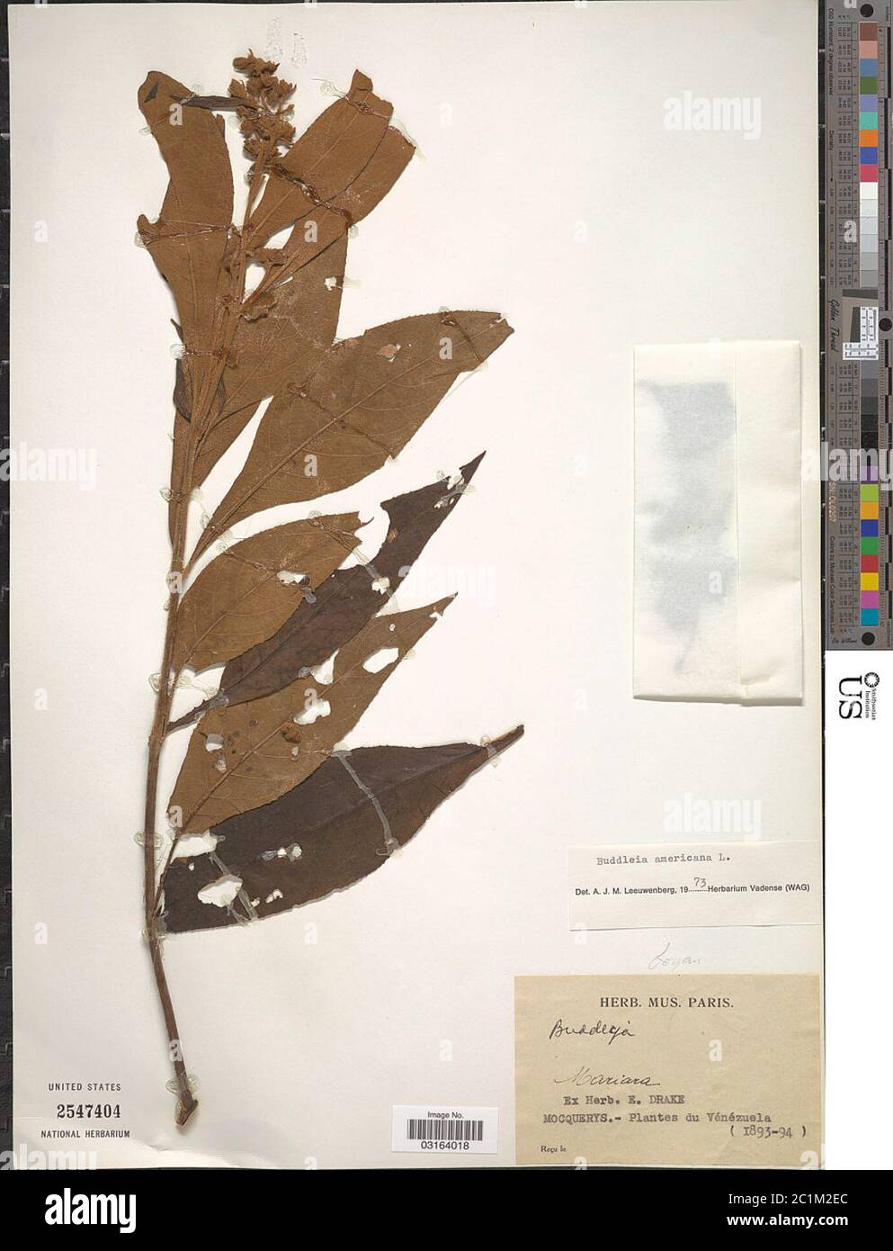 Buddleja americana L Buddleja americana L Stock Photo - Alamy