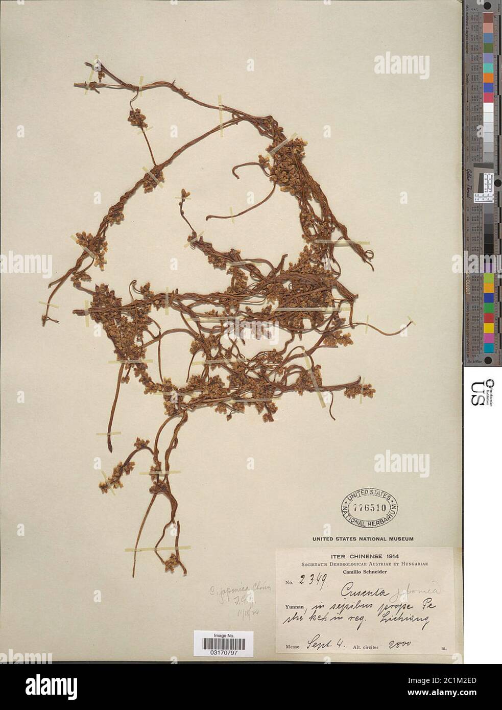 Cuscuta japonica Cuscuta japonica Stock Photo - Alamy