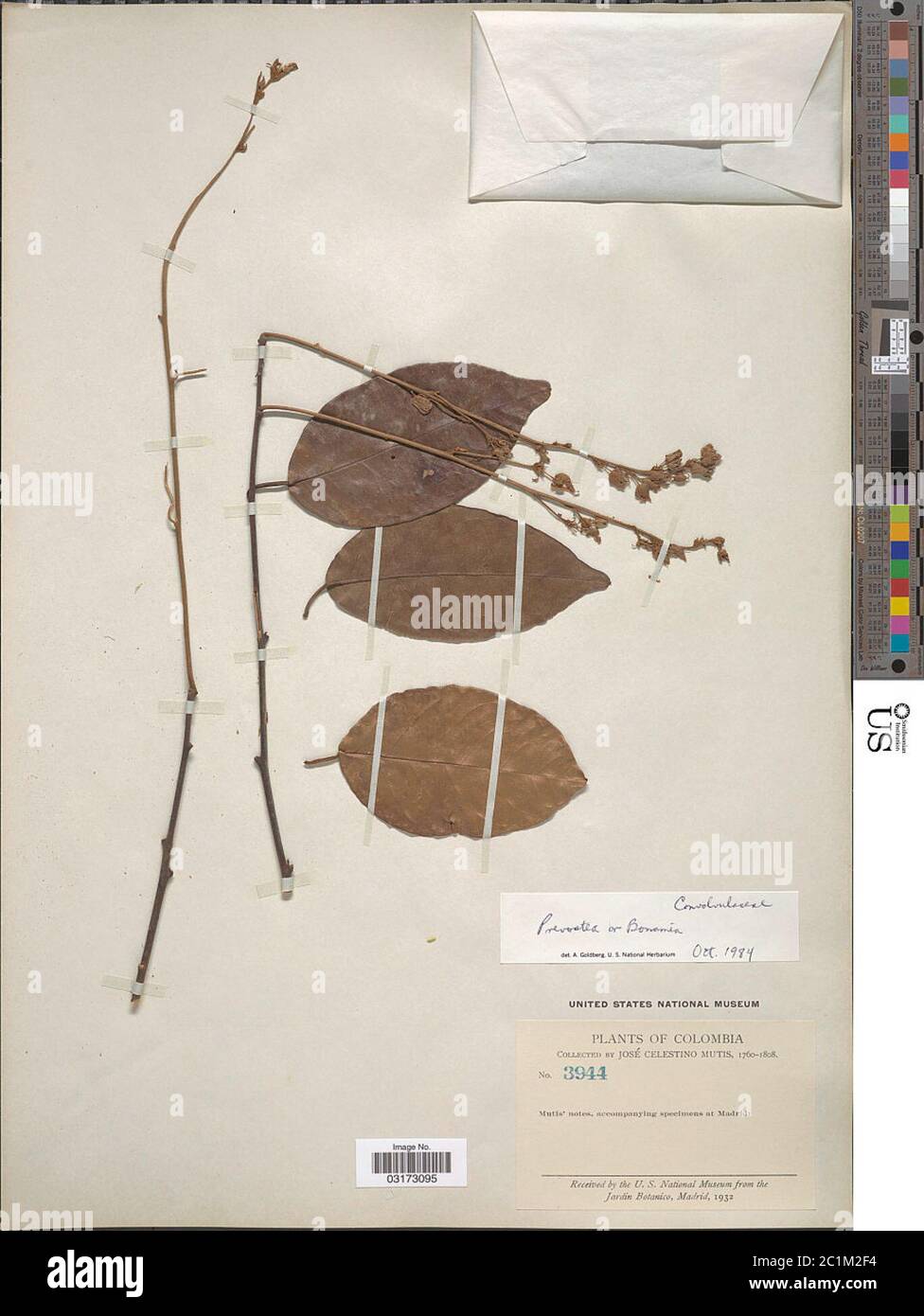 Bonamia sp Bonamia sp Stock Photo - Alamy