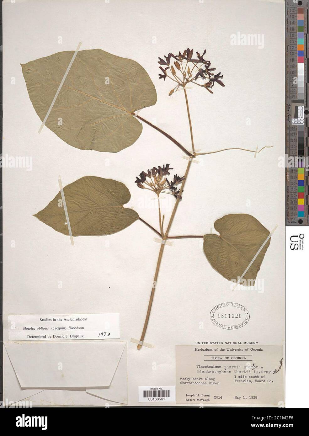 Matelea hi-res stock photography and images - Alamy