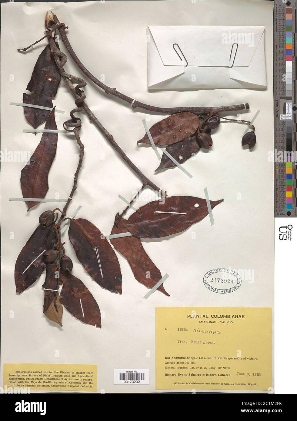 Dicranostyles sp Dicranostyles sp Stock Photo - Alamy