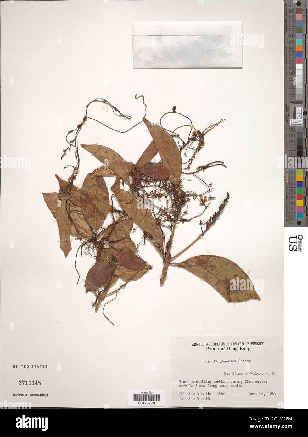 Cuscuta japonica Cuscuta japonica Stock Photo - Alamy