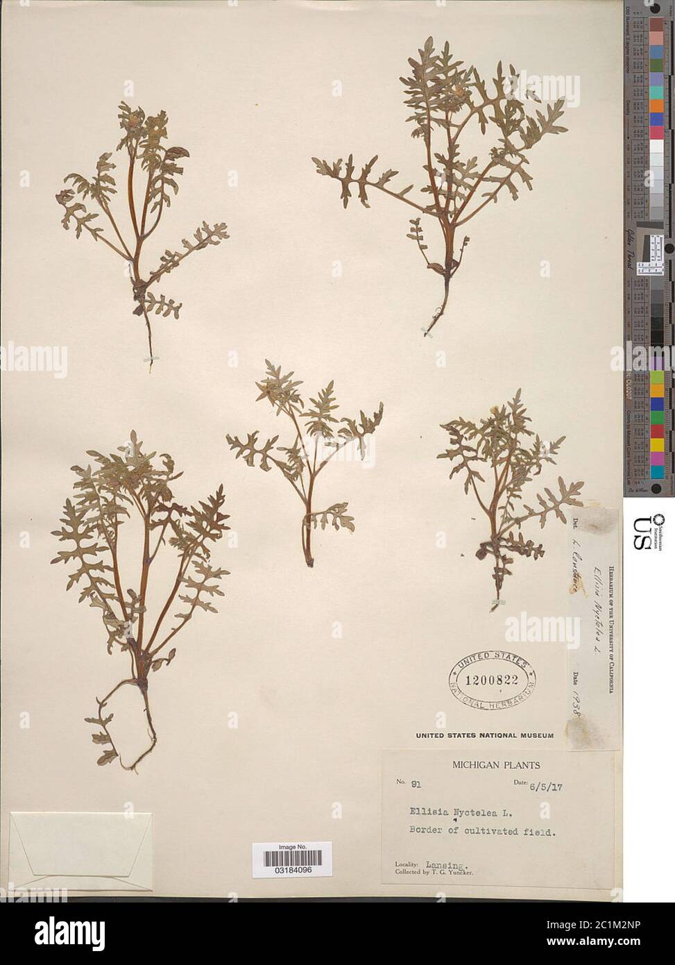 Ellisia nyctelea L Ellisia nyctelea L Stock Photo - Alamy