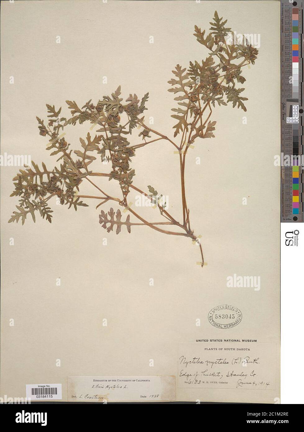 Ellisia nyctelea L Ellisia nyctelea L Stock Photo - Alamy