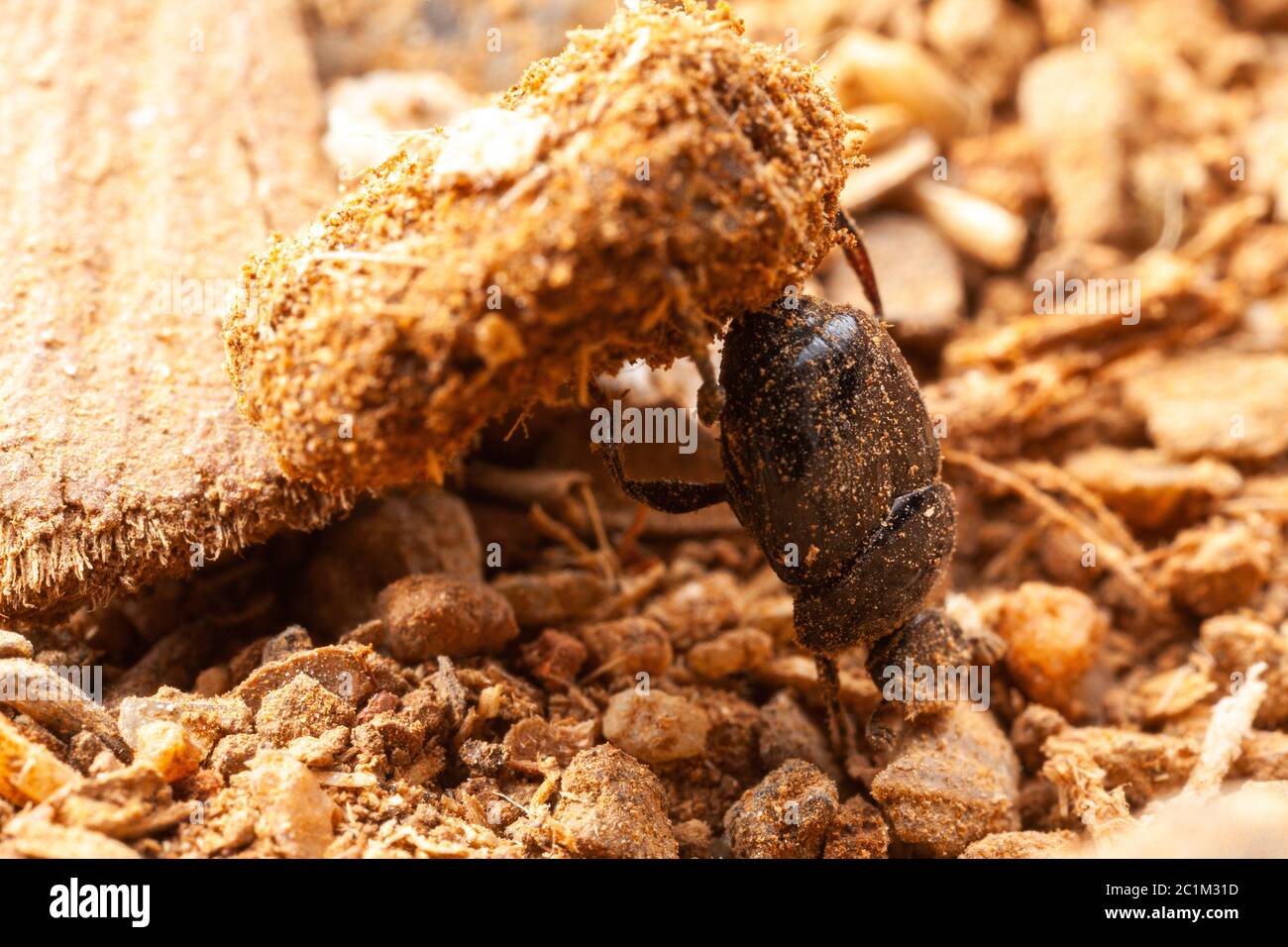 Very small scarab beetle - scarabaeidae - coprophage bug on nature ...