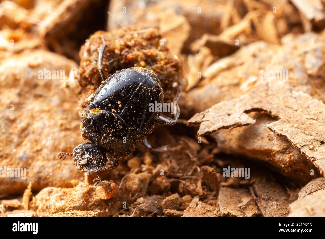 Very small scarab beetle - scarabaeidae - coprophage bug on nature ...