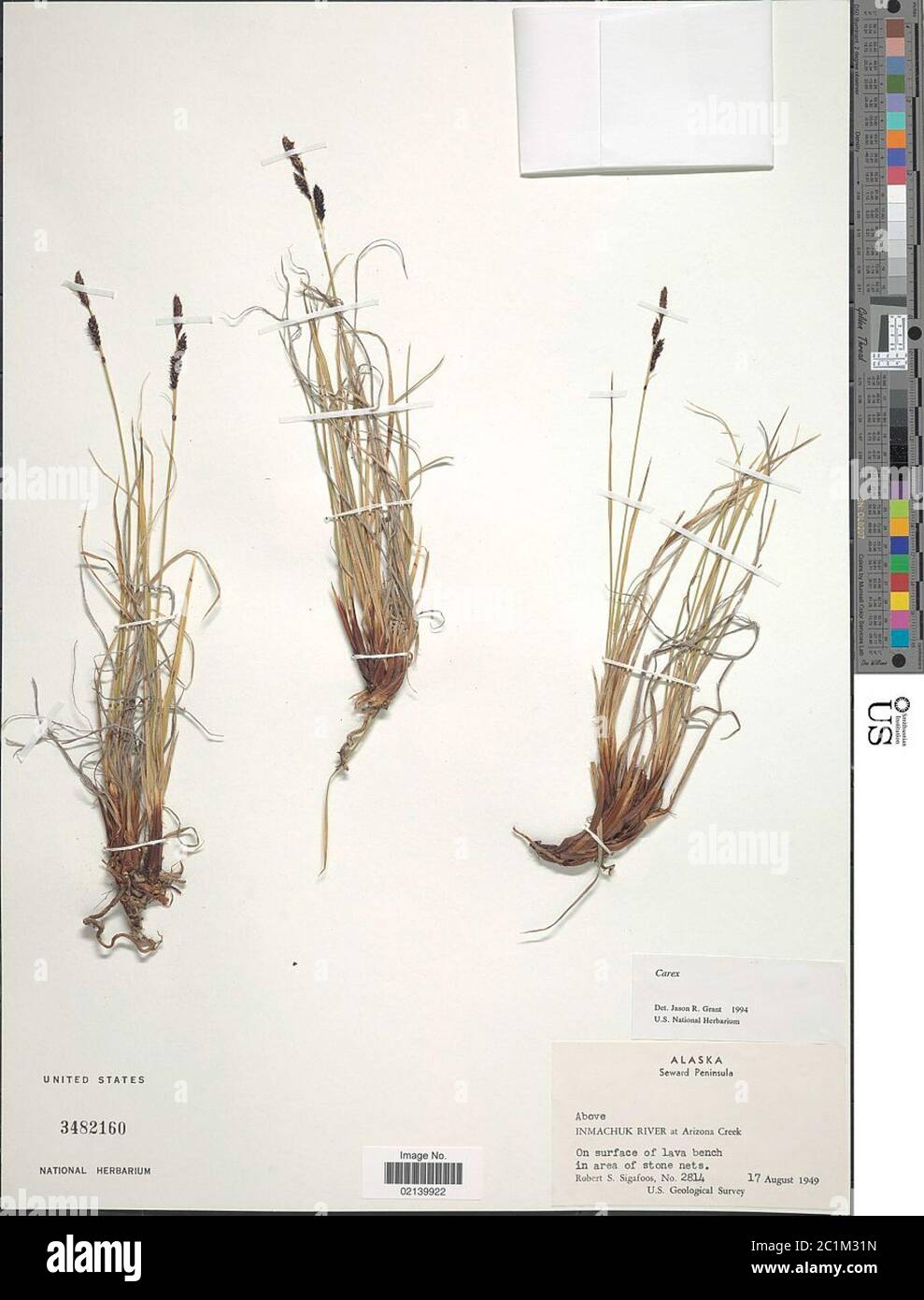 Carex sp Carex sp Stock Photo - Alamy