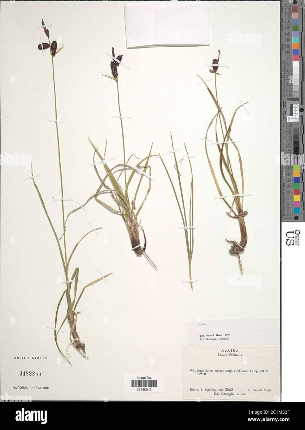 Carex sp Carex sp Stock Photo - Alamy