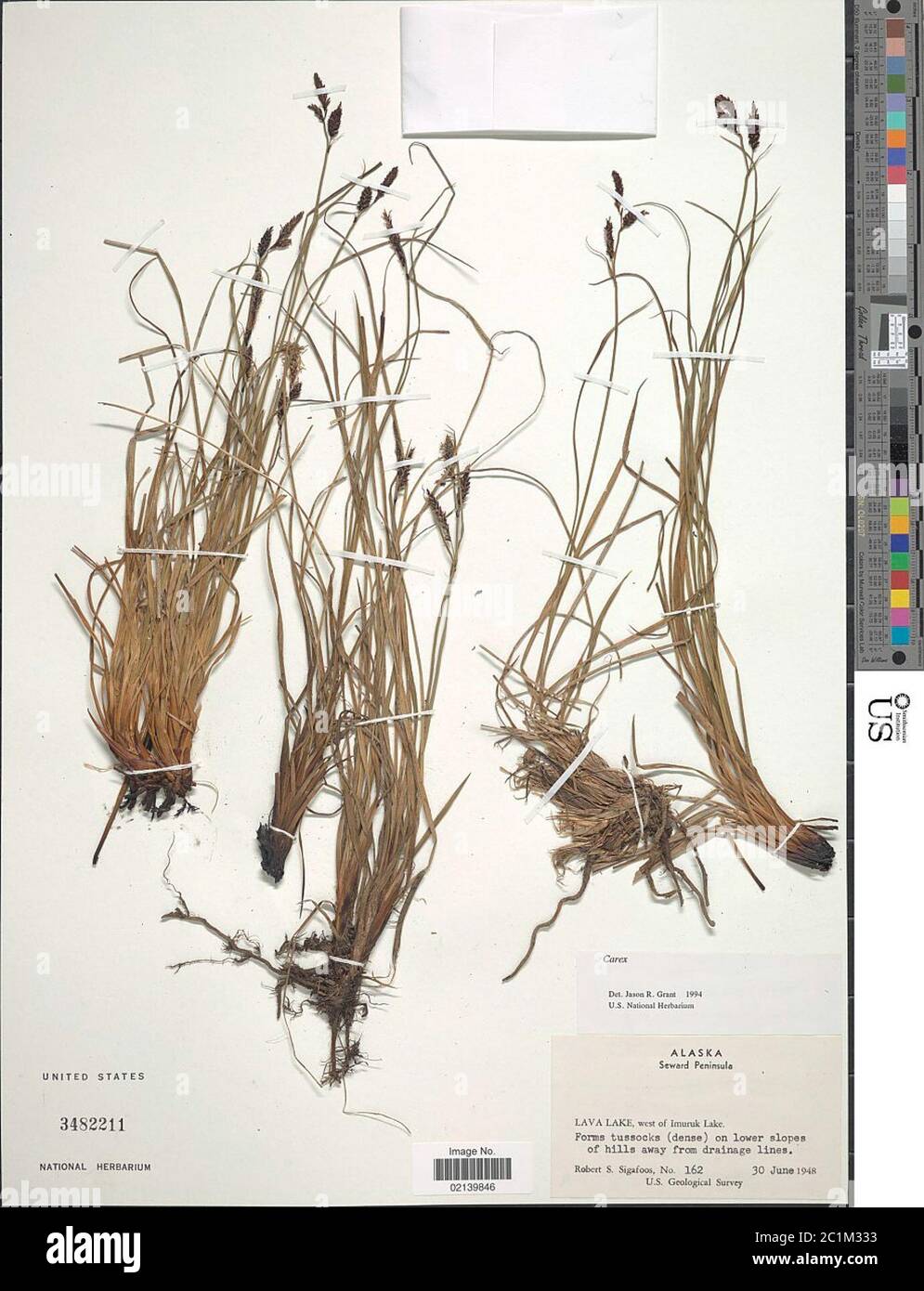 Carex sp Carex sp Stock Photo - Alamy