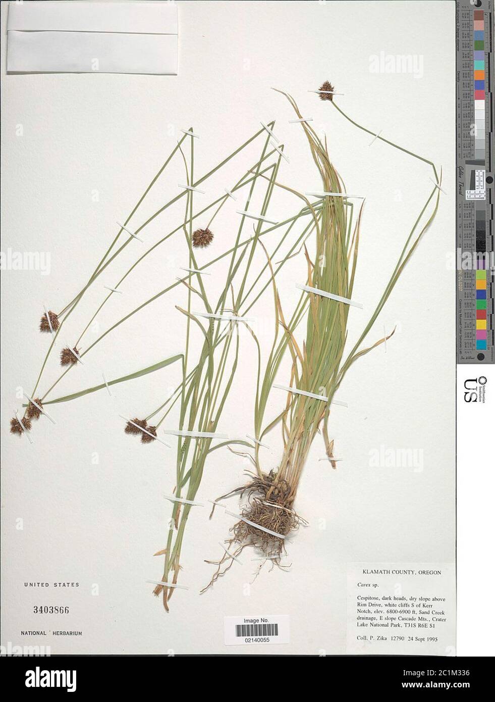 Carex sp Carex sp Stock Photo - Alamy