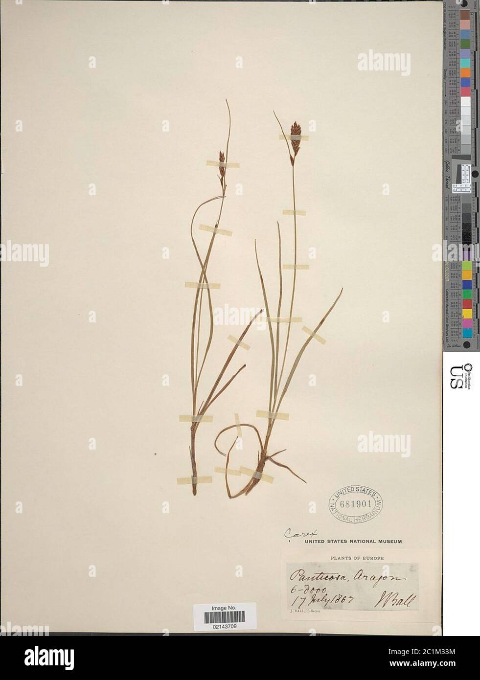 Carex sp Carex sp Stock Photo - Alamy