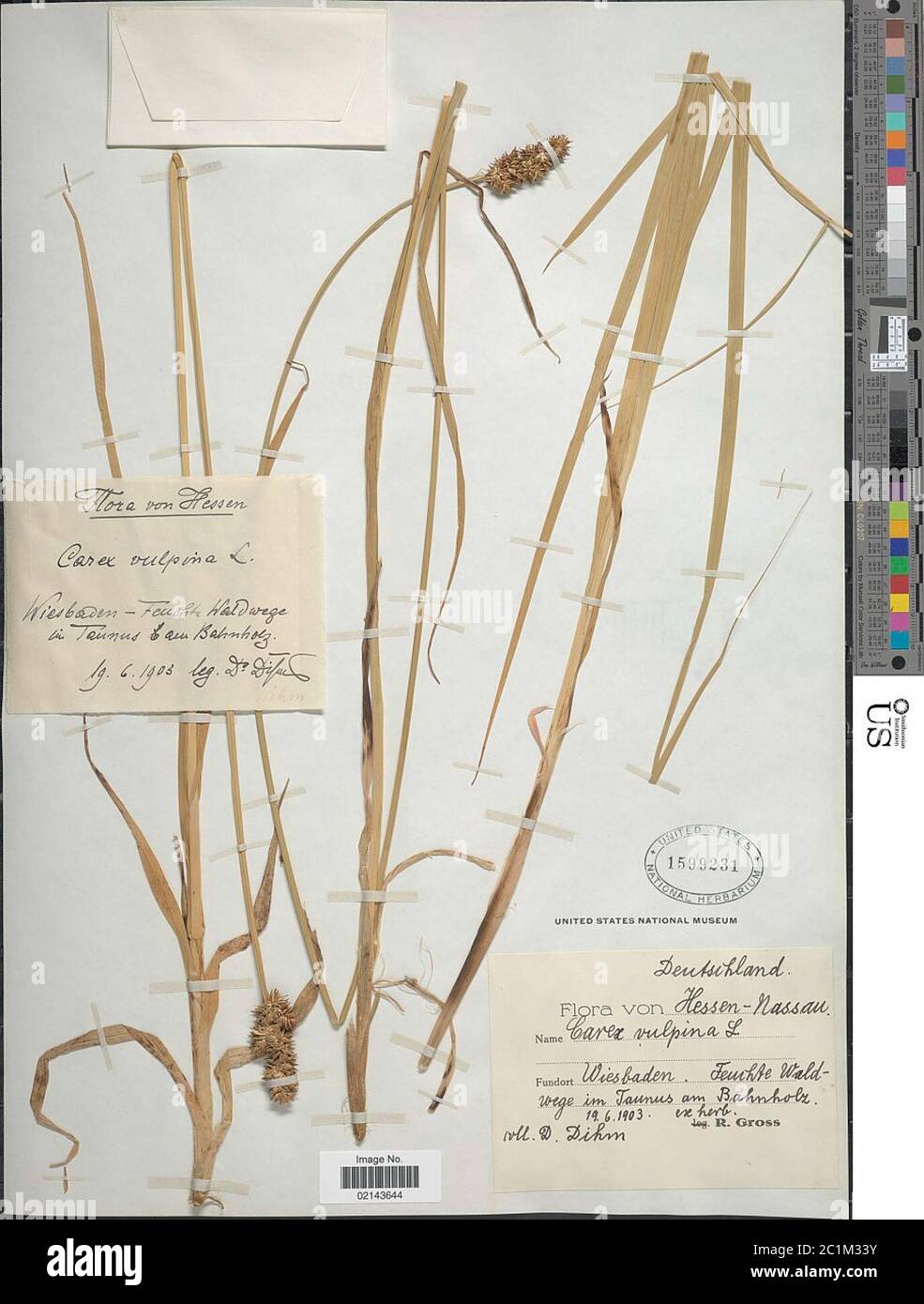 Carex vulpina L Carex vulpina L Stock Photo - Alamy