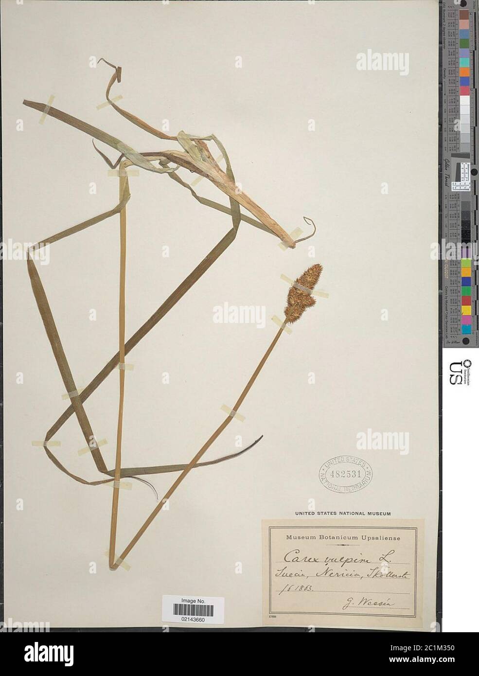 Carex vulpina L Carex vulpina L Stock Photo - Alamy