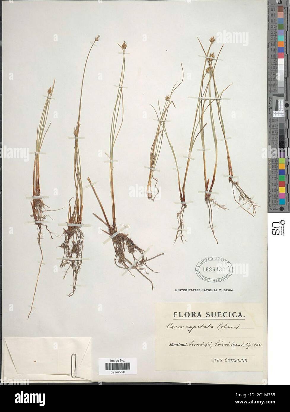 Carex capitata L Carex capitata L Stock Photo - Alamy