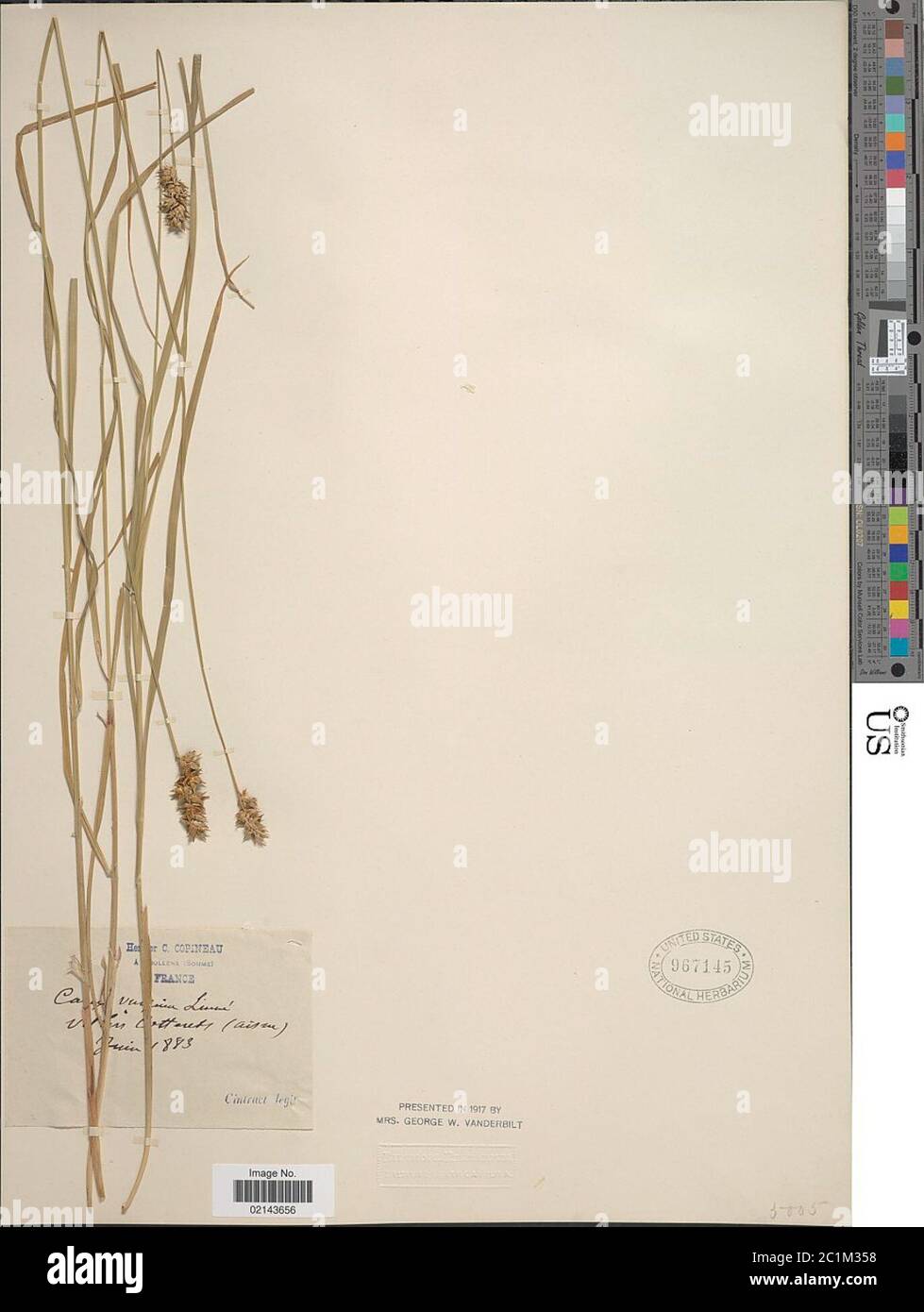 Carex vulpina L Carex vulpina L Stock Photo - Alamy