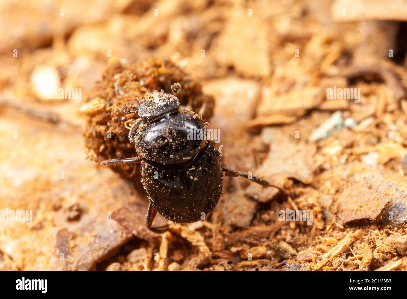 Very small scarab beetle - scarabaeidae - coprophage bug on nature ...