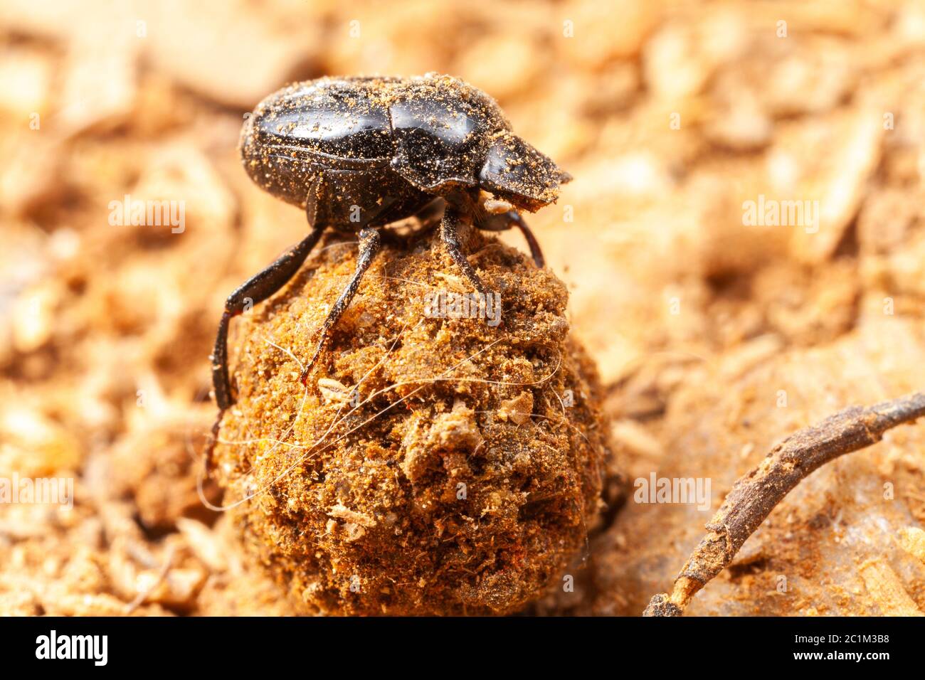 Very small scarab beetle - scarabaeidae - coprophage bug on nature ...