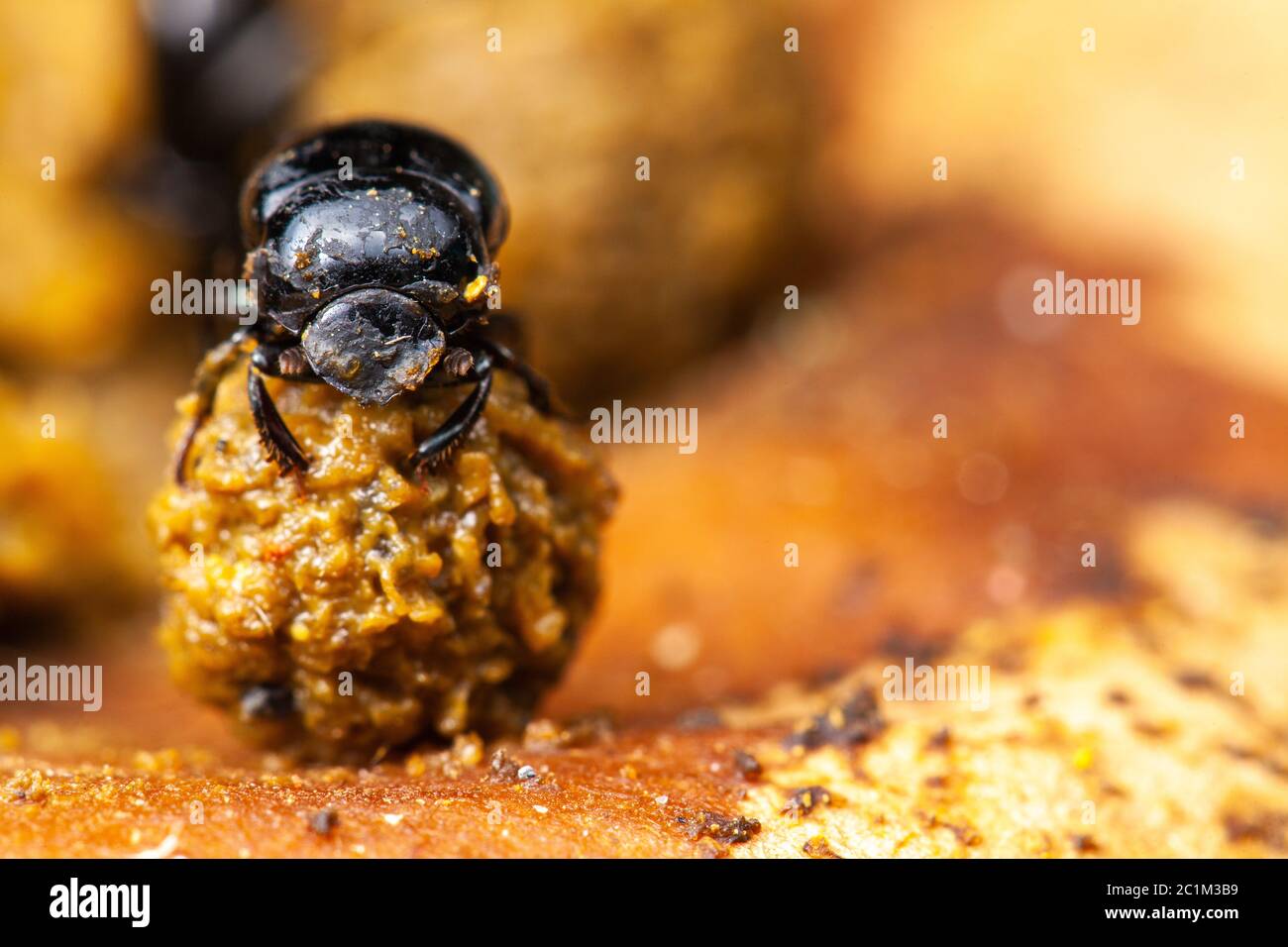 Very small scarab beetle - scarabaeidae - coprophage bug on nature ...
