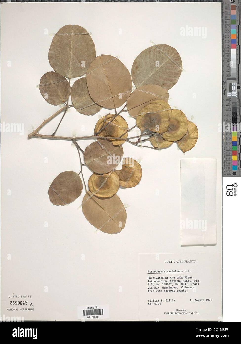 Pterocarpus sp hi-res stock photography and images - Alamy