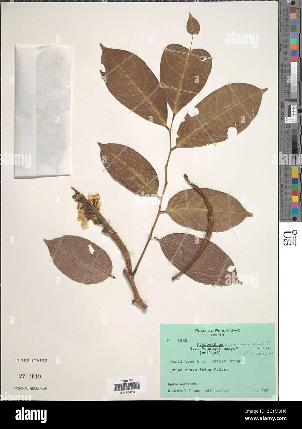 Pterocarpus amazonum Benth Amshoff Pterocarpus amazonum Benth Amshoff ...