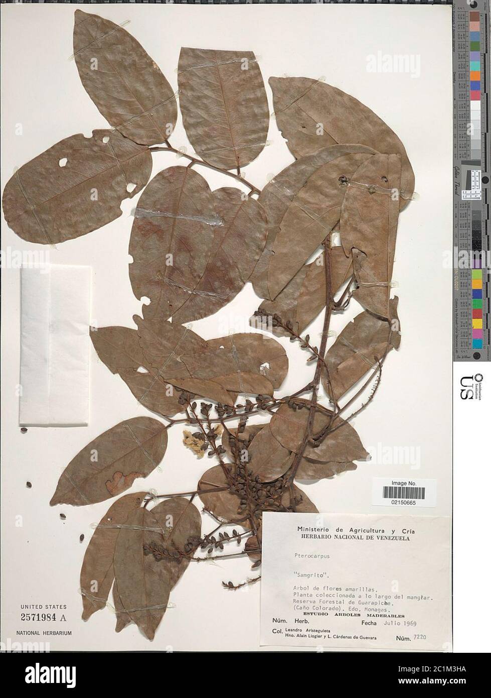 Pterocarpus sp hi-res stock photography and images - Alamy